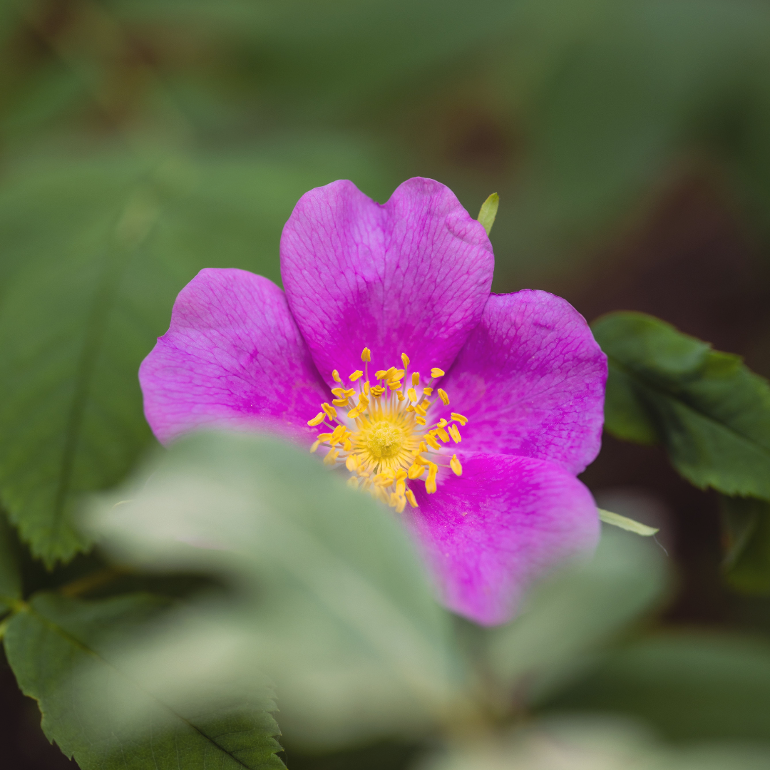 The Story of Rosebud - Elm Design Candles